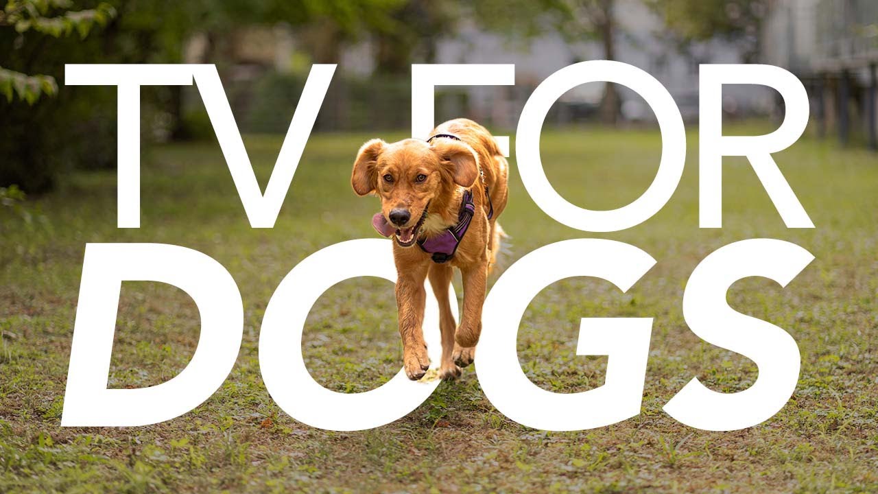 TV FOR DOGS 📺 - EXTRA-LONG Entertainment Video for Dogs - Underwater ...