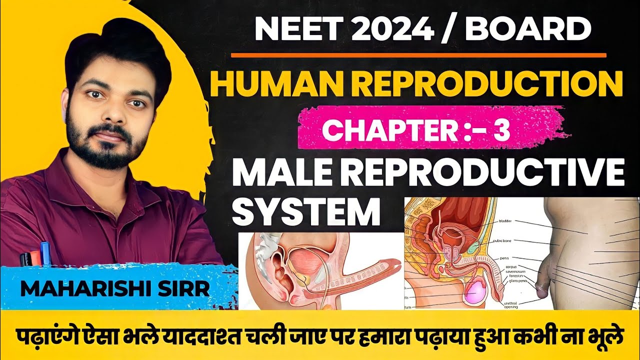 Human Reproduction | Male Reproductive System | Class 12 biology ...