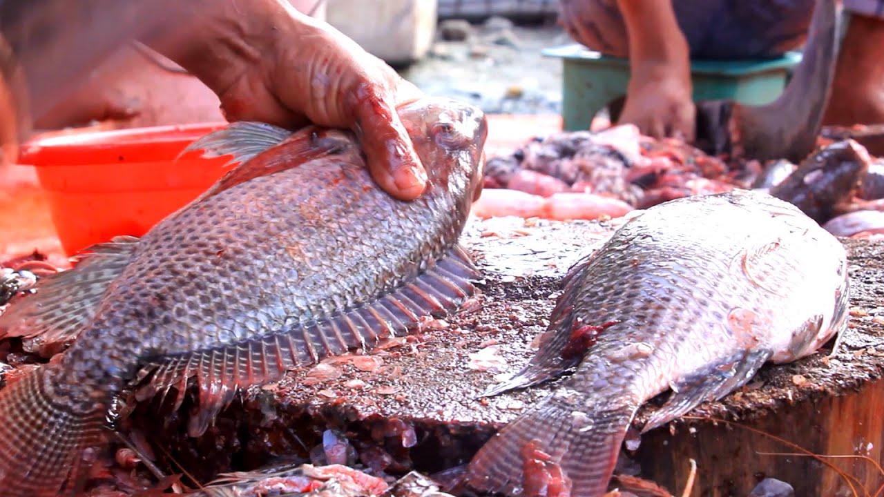 Popular Big Tilapia Fish Cutting Skills In BD Fish Market | Fish ...