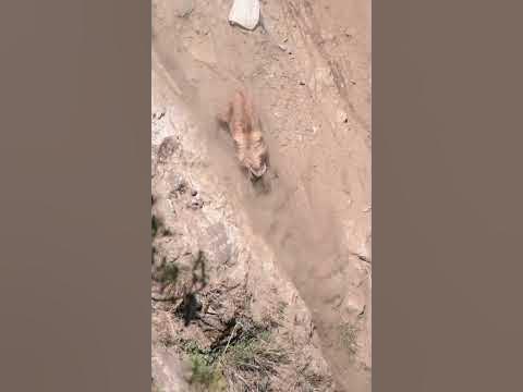 A Himalayan Goat Falling off a cliff! - Tsum Valley, Manaslu Circuit ...