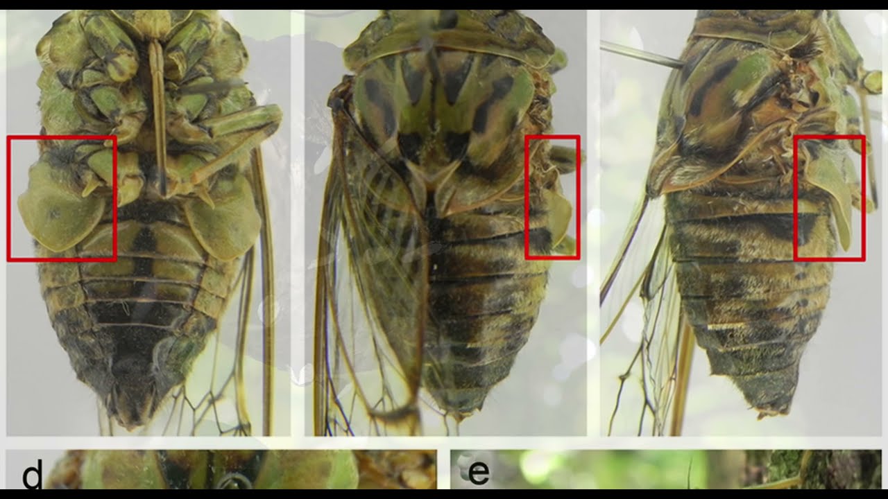 Singing Insects at Big Marsh Park - YouTube