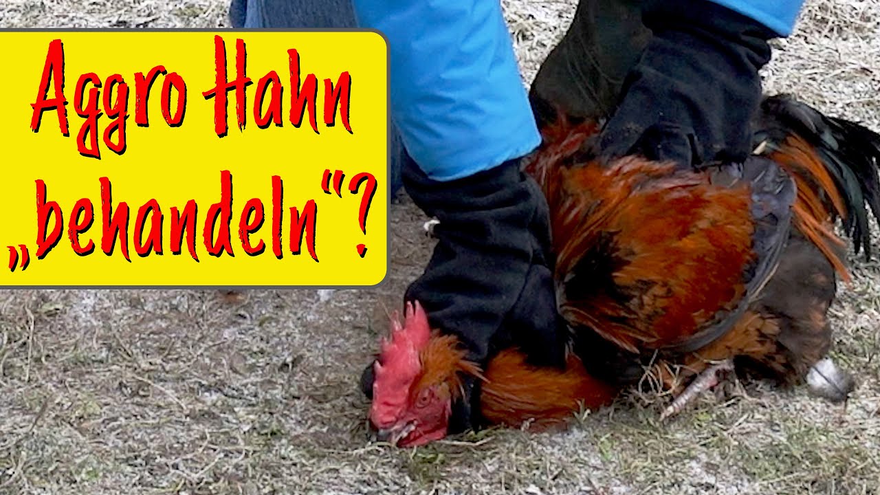 Aggressiver Hahn: Was tun 7 Handlungsoptionen von "bringt nix" bis ...