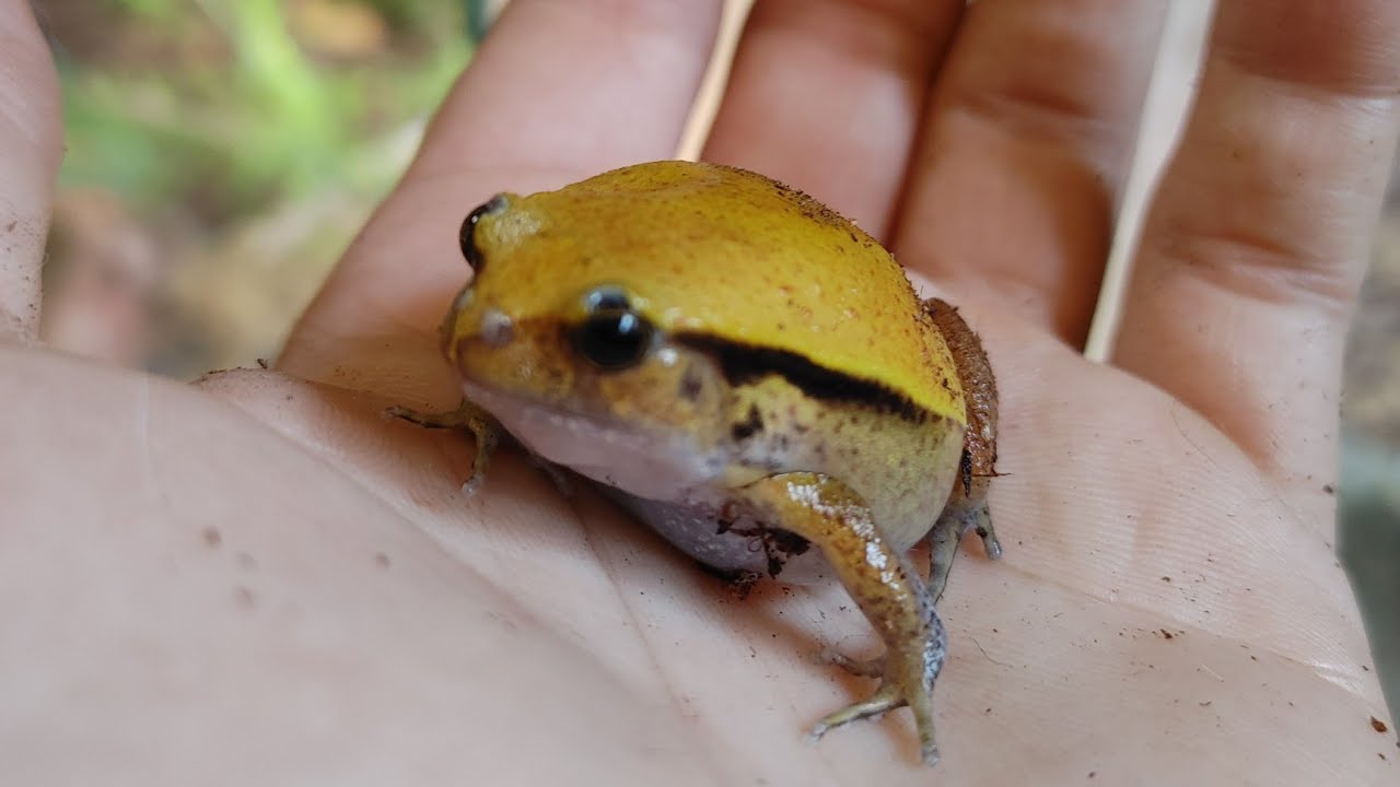Ketchup the Tomato Frog - YouTube