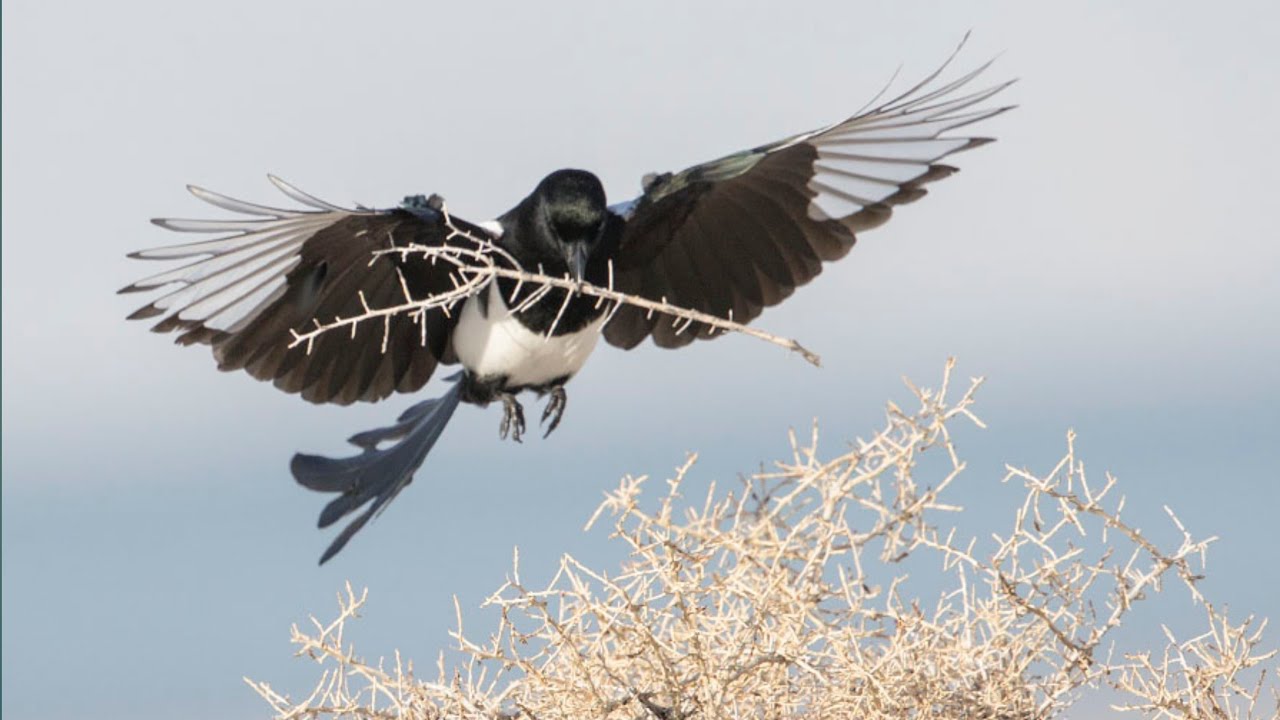 Before giving birth to baby, magpies couples makes their nest #birds # ...