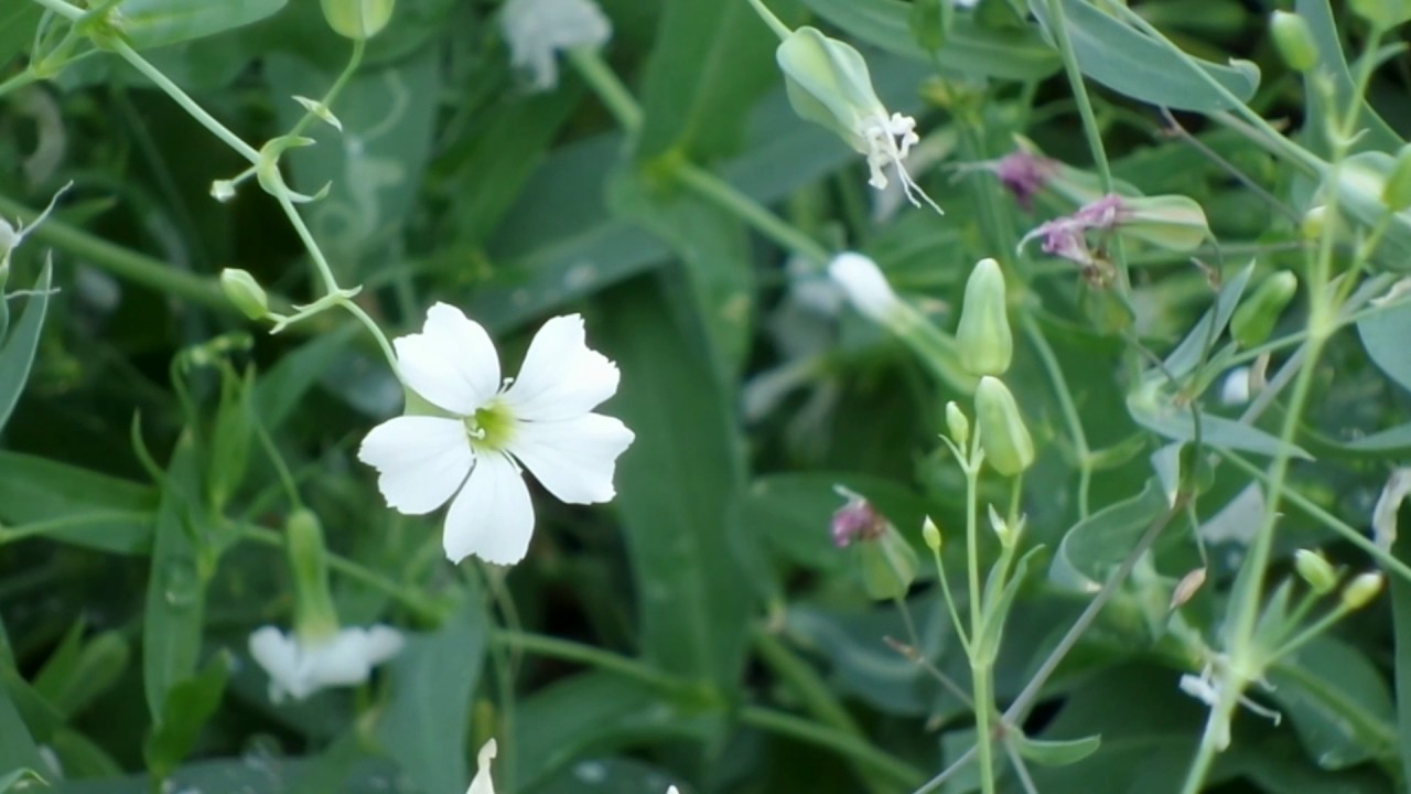 เมย์เมียว (May-mieow) - Vaccaria Pyramidata 1 - YouTube