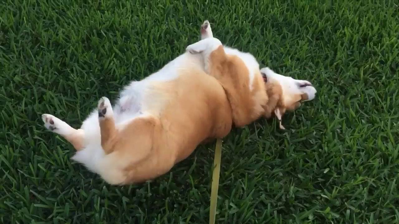 Fat corgi slides into a serious derp - YouTube