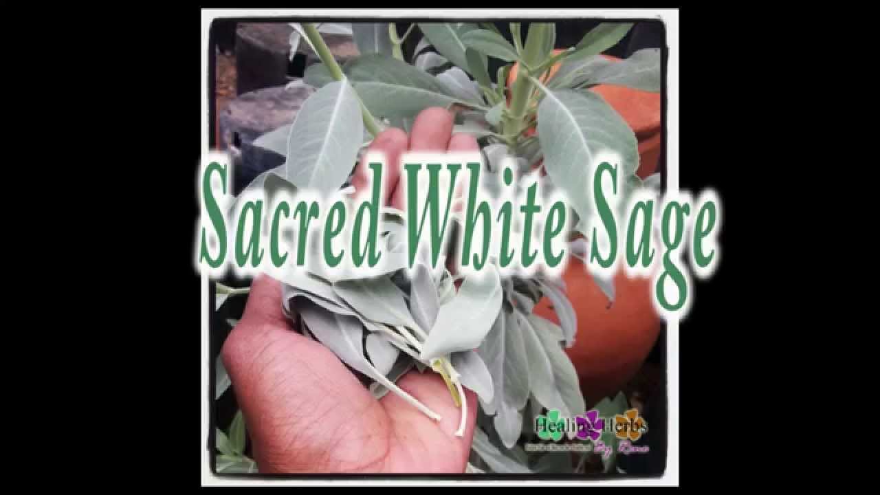 Sacred White Sage uses and Benefits! - YouTube