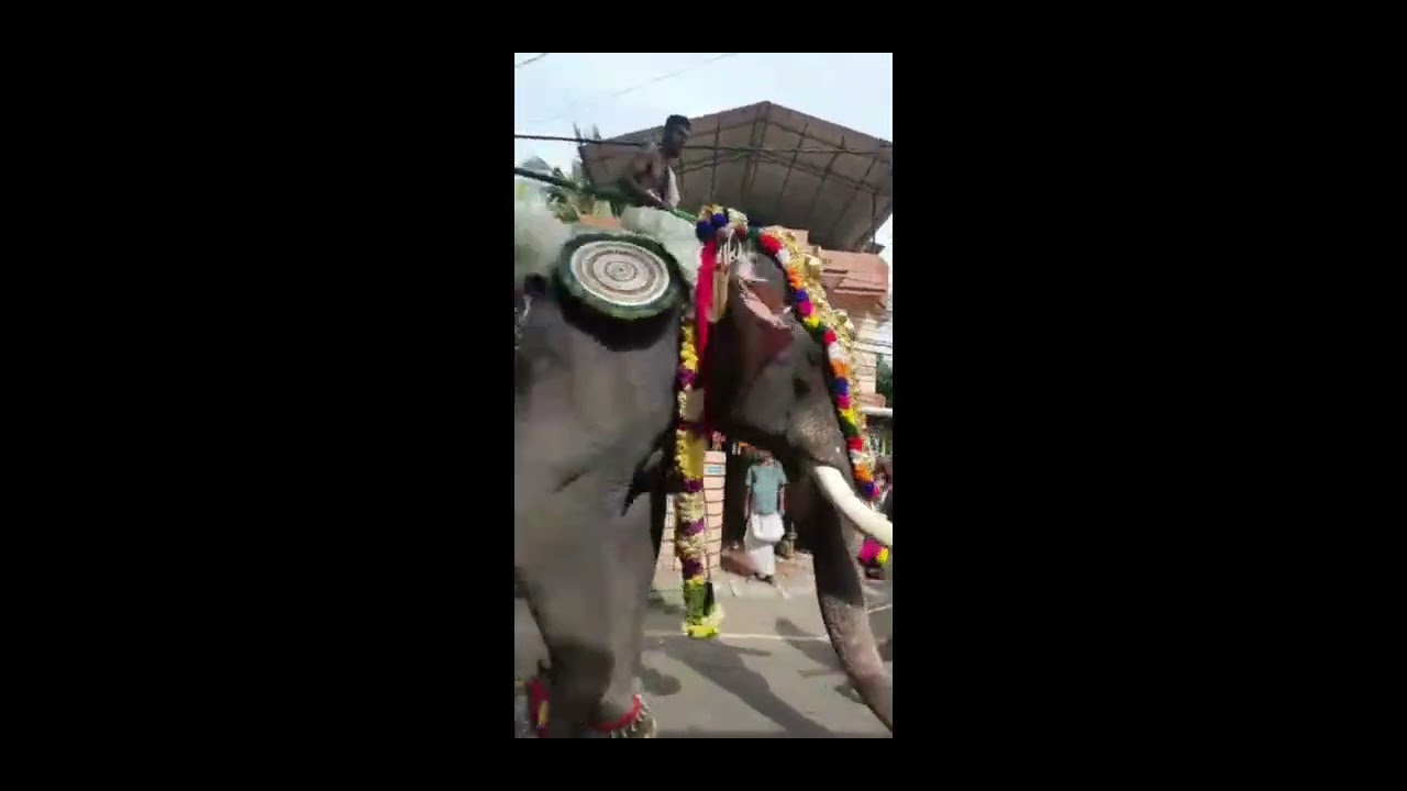 NO.1254. #shortvideo #ERNAKULAM PAKALPOORAM 3 ELEPHANTS ARE RUNNING TO ...