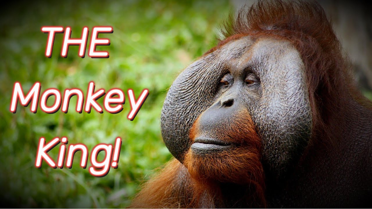 The King and Foolish Monkey Story - YouTube