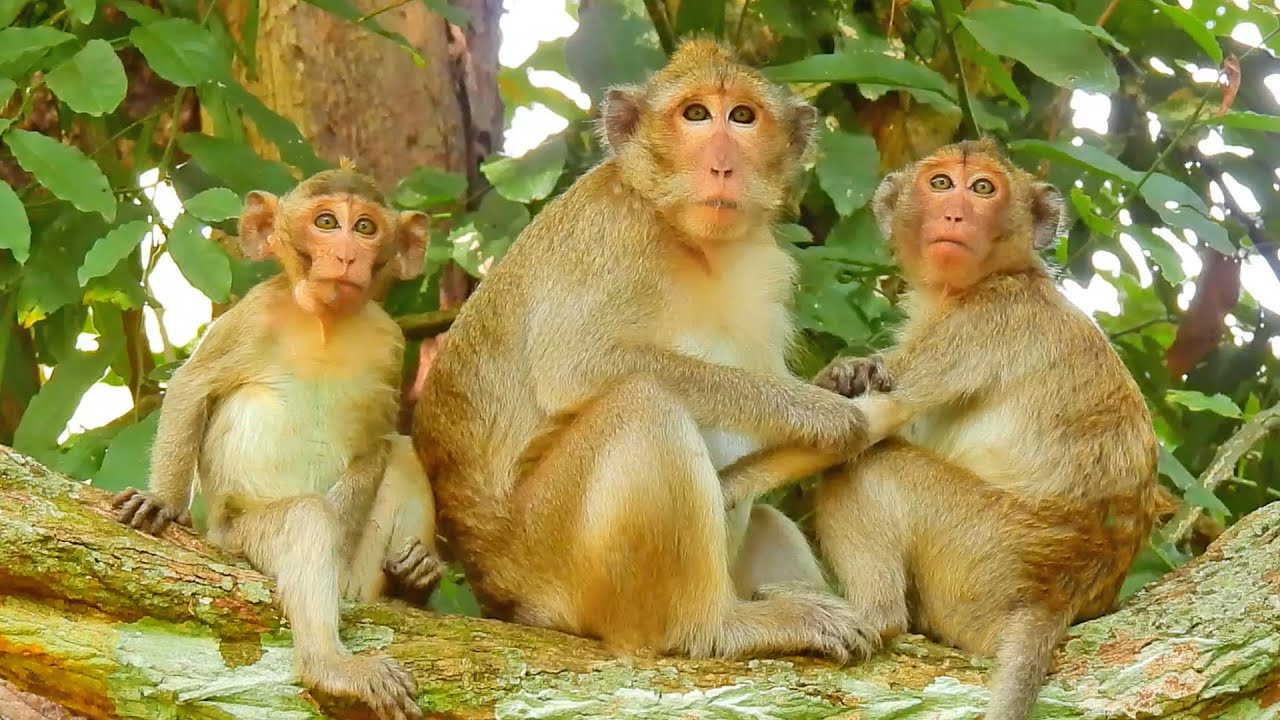 All Cutie Is Looking To One Way Because There Is Something Interesting ...