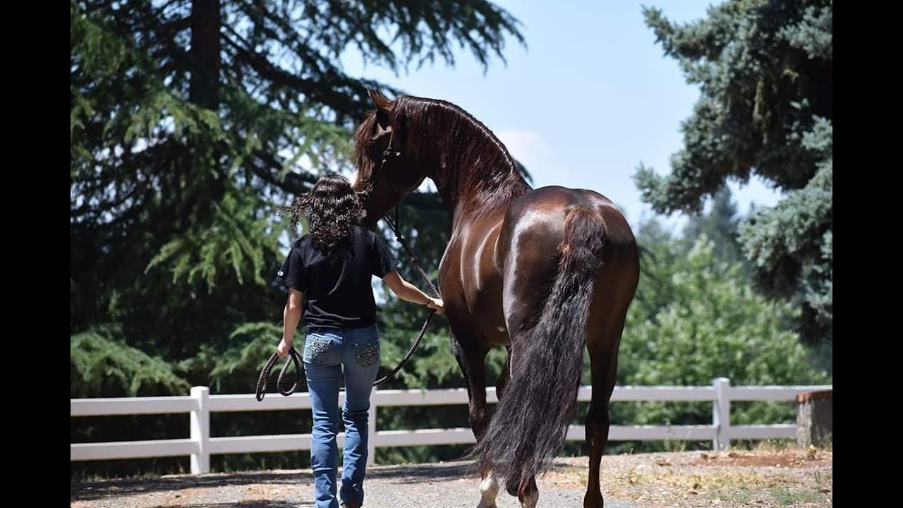 Galeon - 6 yo PRE Stallion - 2nd level - YouTube