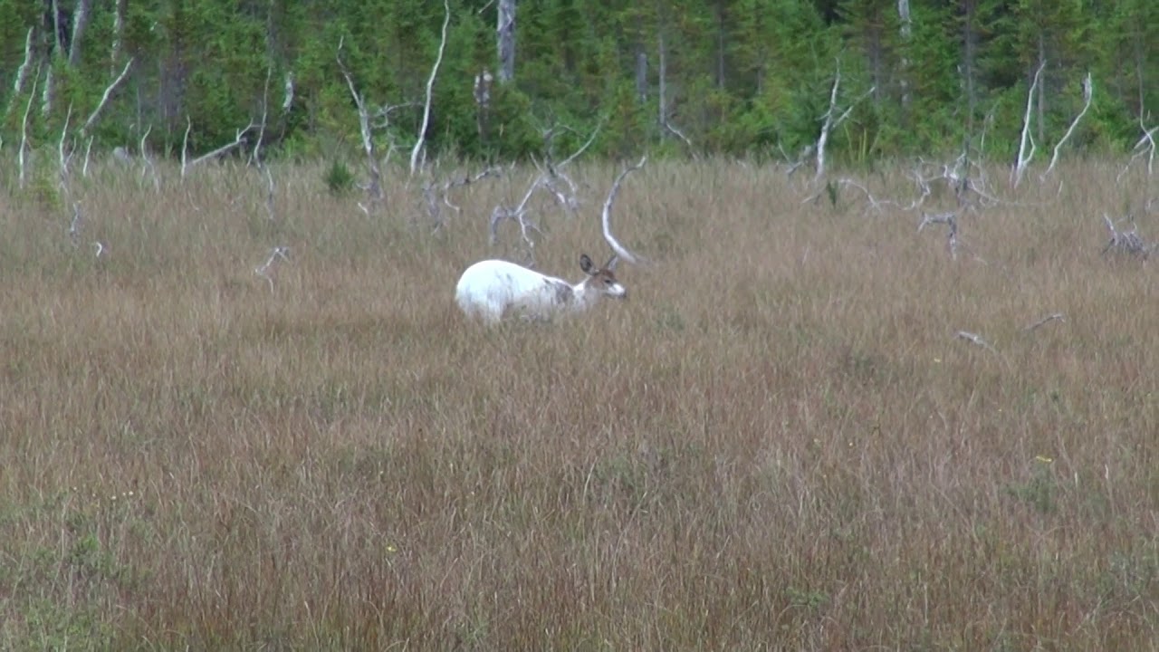 Chevreuil albinos - Albino deer - YouTube