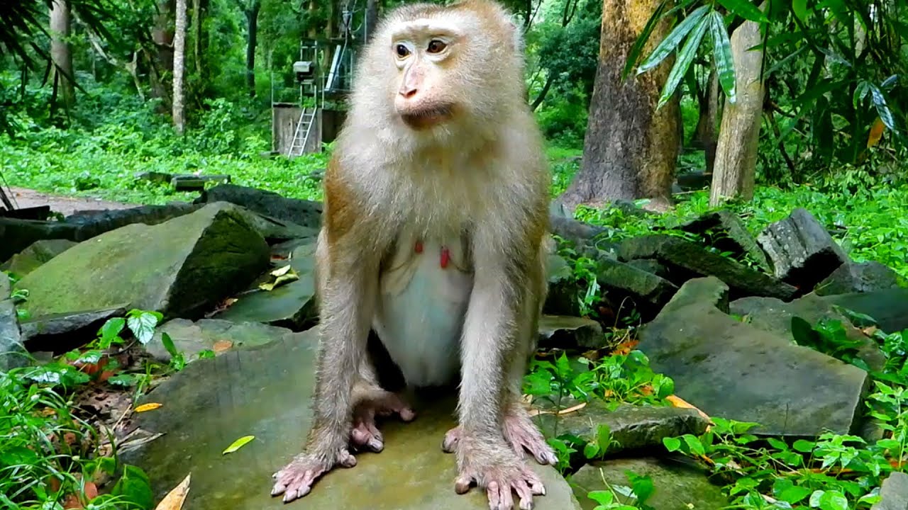 monkey Ashley sits lonely - YouTube