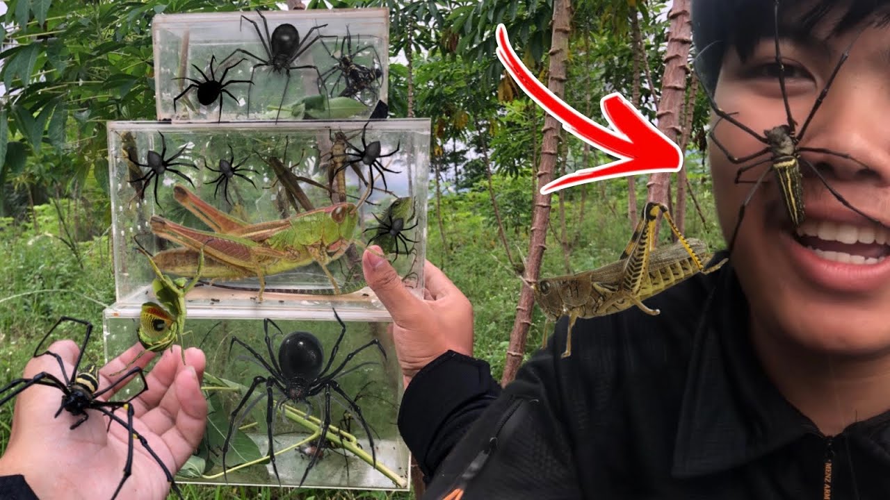 hunting insect and spider in wild! catch a lot of golden orb spider and giant giant king ...