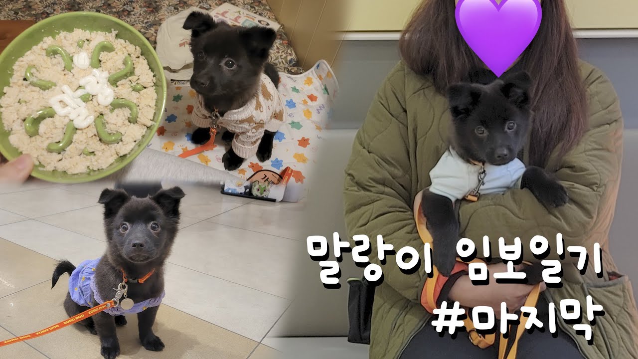 말랑이 입양일기 ㅣ마지막 떠나는 날 유기견에서 반려견으로 ㅣ 1인가구 임시보호 브이로그ㅣ 유기견임시보호 유기견 유기견임보 강아지 Vlog Youtube