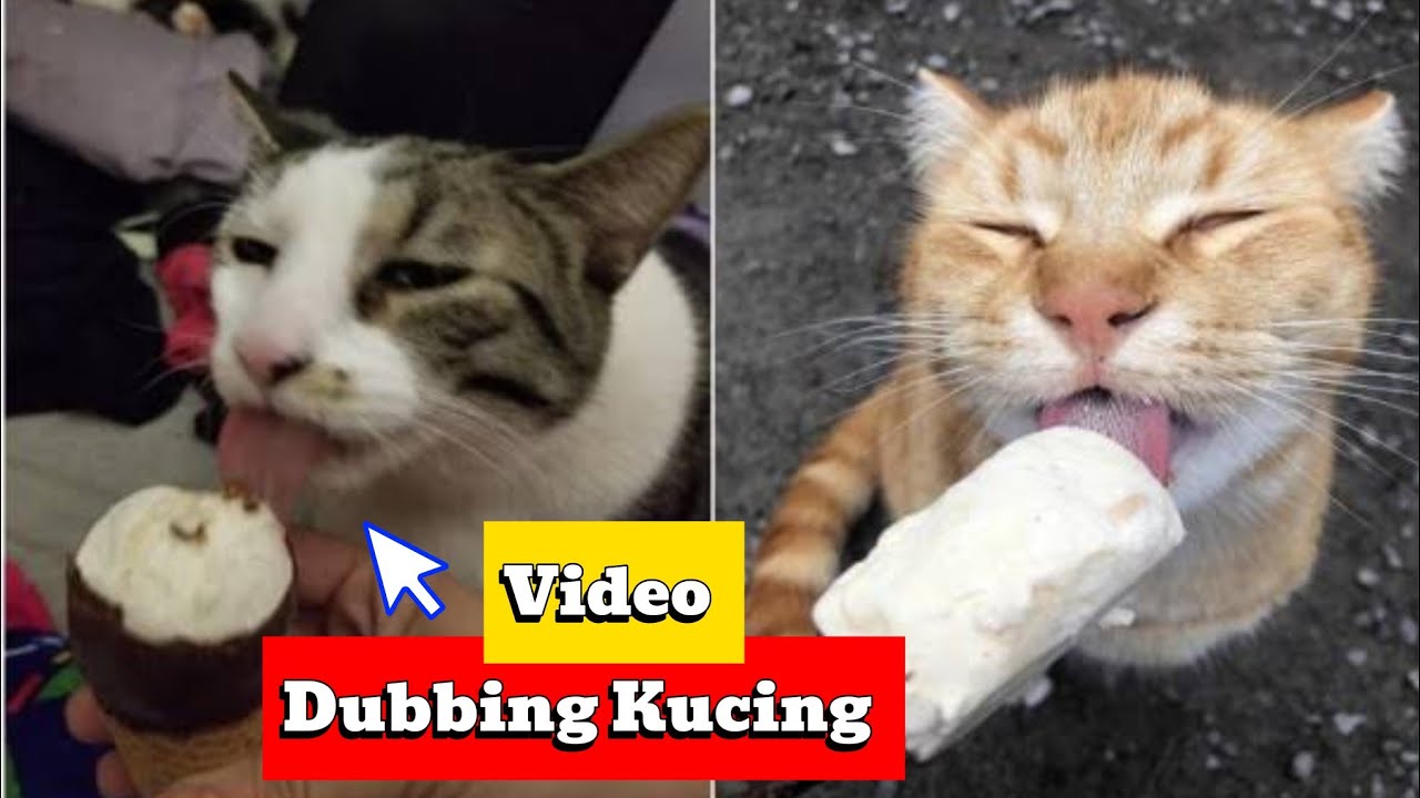 Viral ! Kumpulan kucing lucu ngomong bikin ketawa ngakak part 2 - YouTube