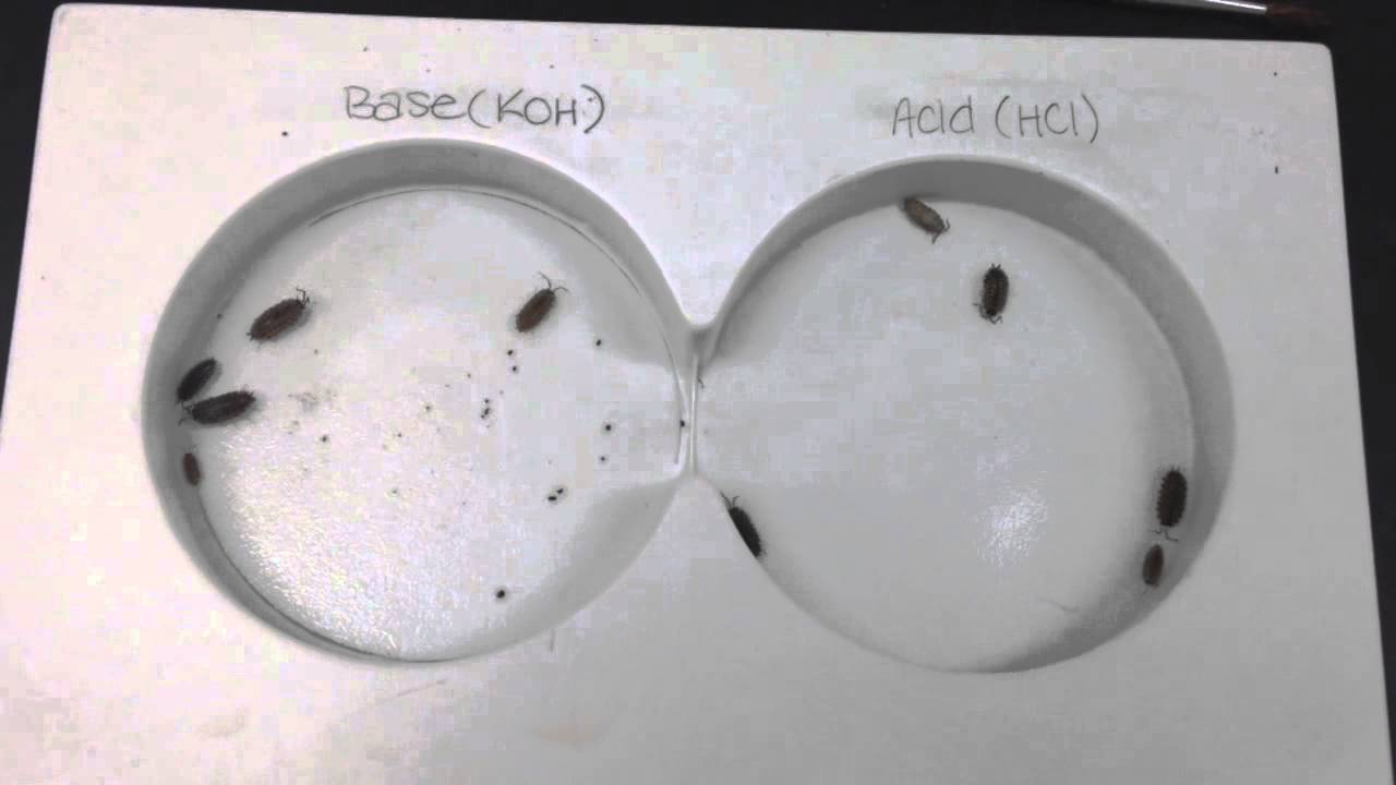 Pill Bug Lab SPHS - YouTube