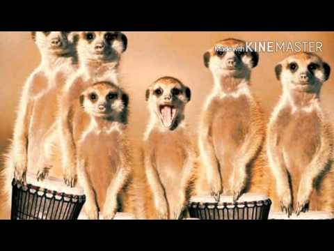 R3HAB - Hakuna Matata ( HARDWELL EDIT)