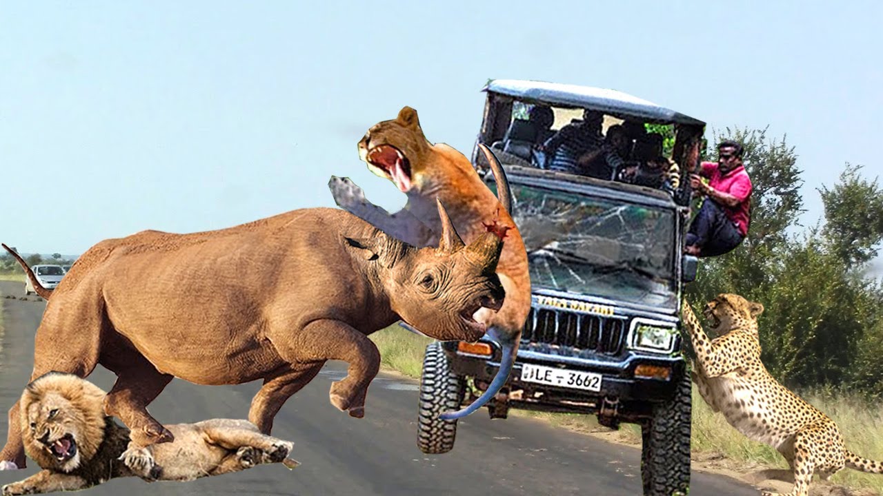 How Scary When A Rhino Gets Angry! Rhino Crazy Attacks Car, Wild Boar ...