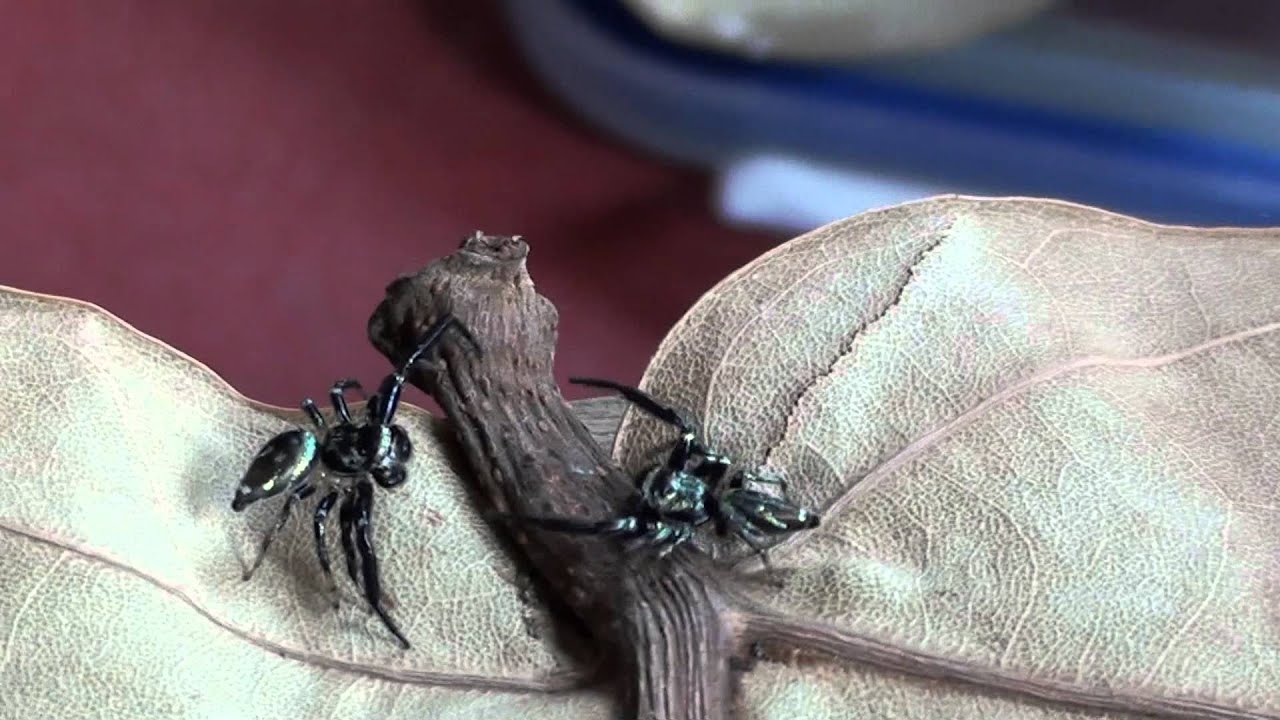 Ricky's Immortal Ku2 (Left) V Ah Chiew's FS (Right) 180312 - YouTube