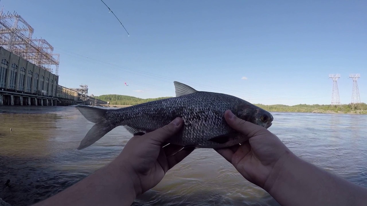 Conowingo dam Shad fishing - YouTube