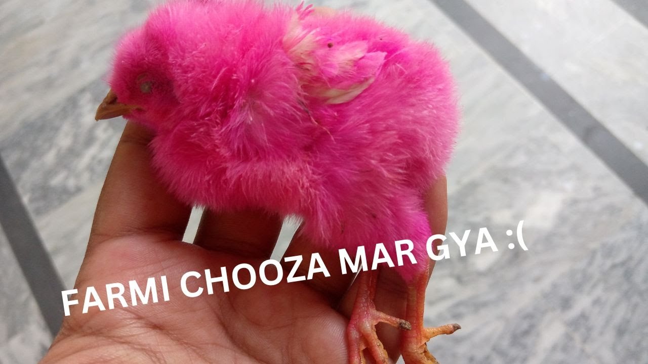 FARMI CHOOZA MAR GYA :( | PickBirds | #chicks #chicken #birds # ...