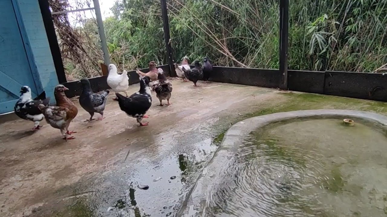 Criação De Pombos King No Parana Reservas De Filhotes Número Na ...