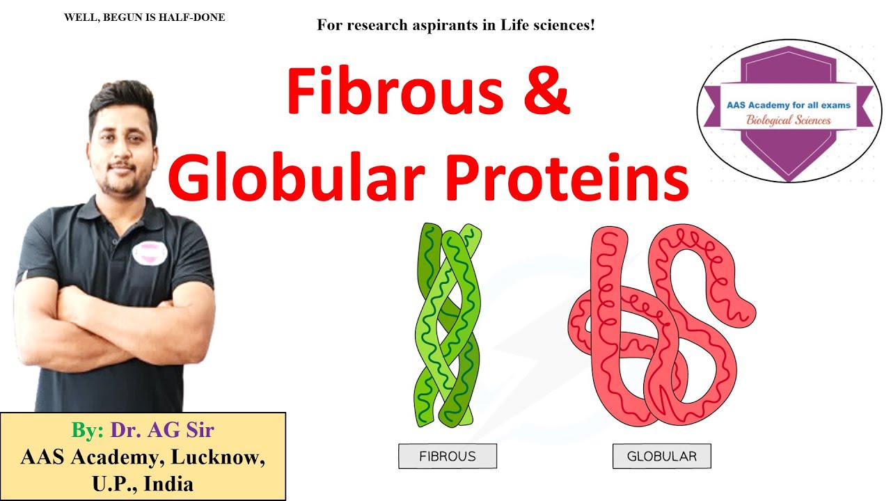 Fibrous and Globular Proteins | Differences, Structure, Functions - YouTube