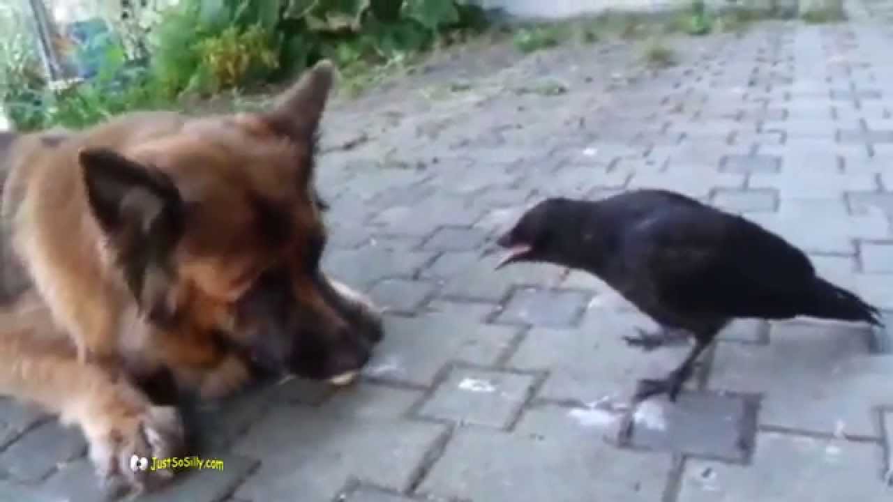 Crow and Dog Playing Catch. Truly Odd Friends. Just So Silly - YouTube