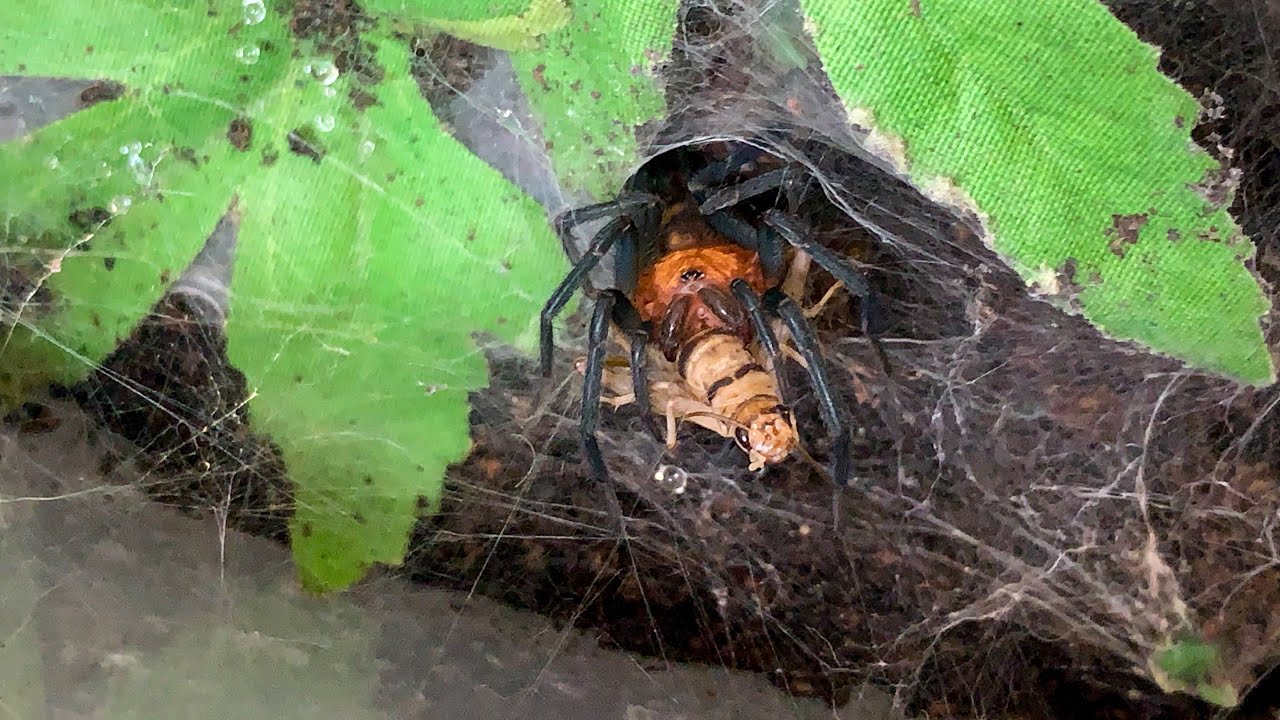 Linothele fallax: If at first you don't succeed...... - YouTube