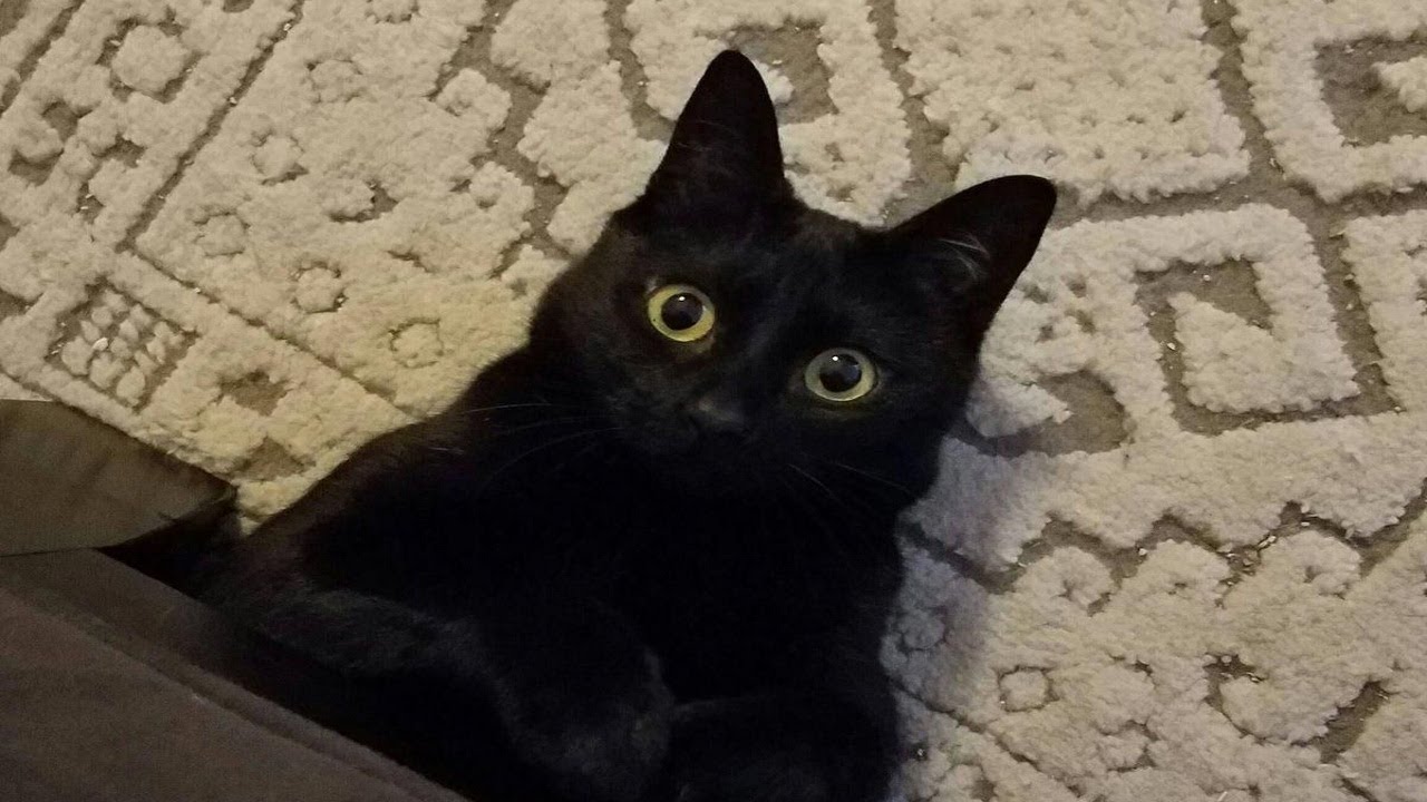 Funny BLACK Cat Video Compilation 😻 It's HARD To Hold Your LAUGH 🐱 - YouTube