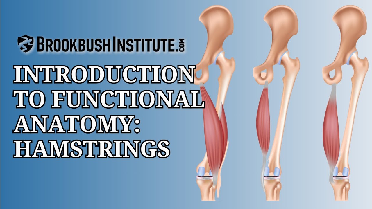 Introduction to Functional Anatomy: Hamstrings - YouTube