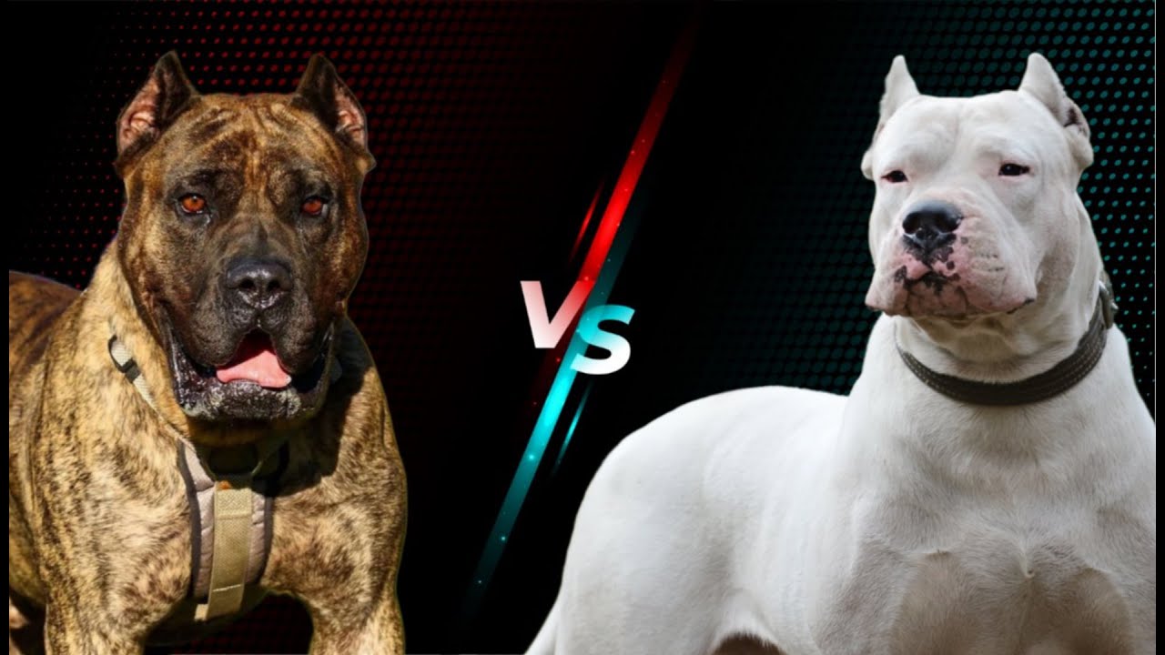 Breed Showdown: Dogo Argentino VS Presa Canario - YouTube