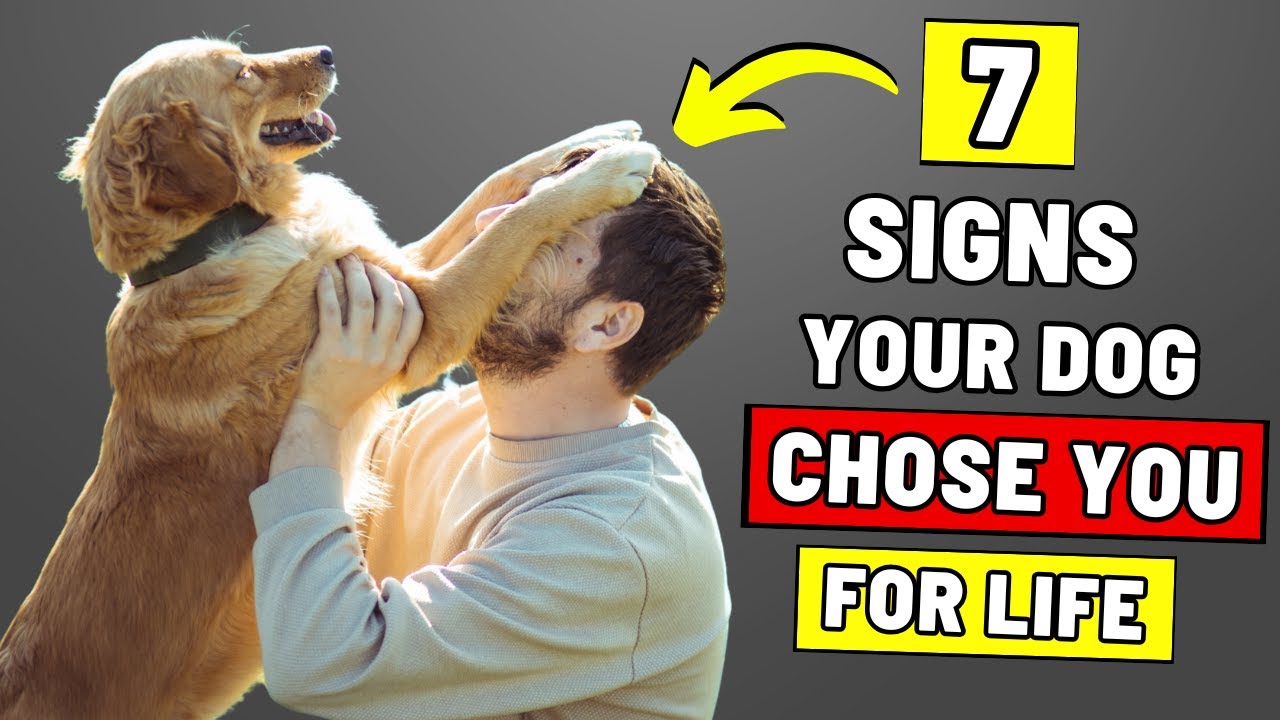 7 Signs Your Dog Chose You FOR LIFE - YouTube