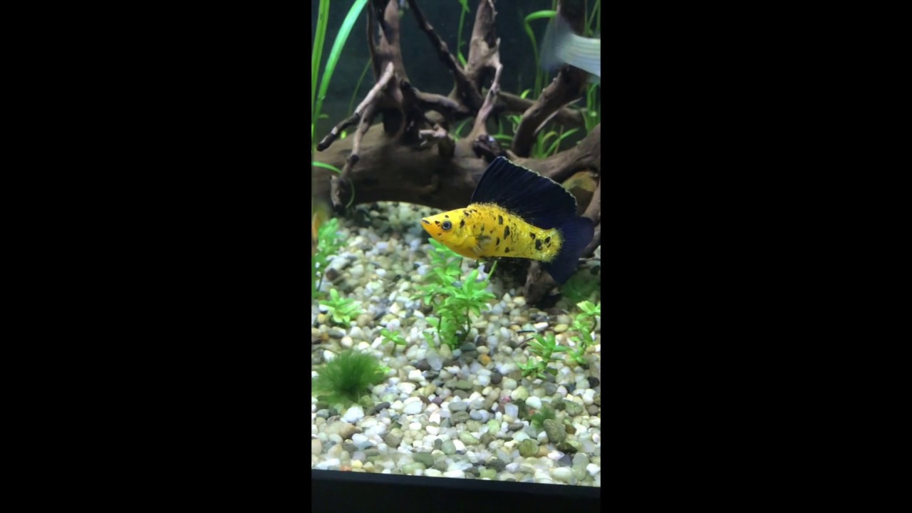 Red Sunset Sailfin Molly - YouTube
