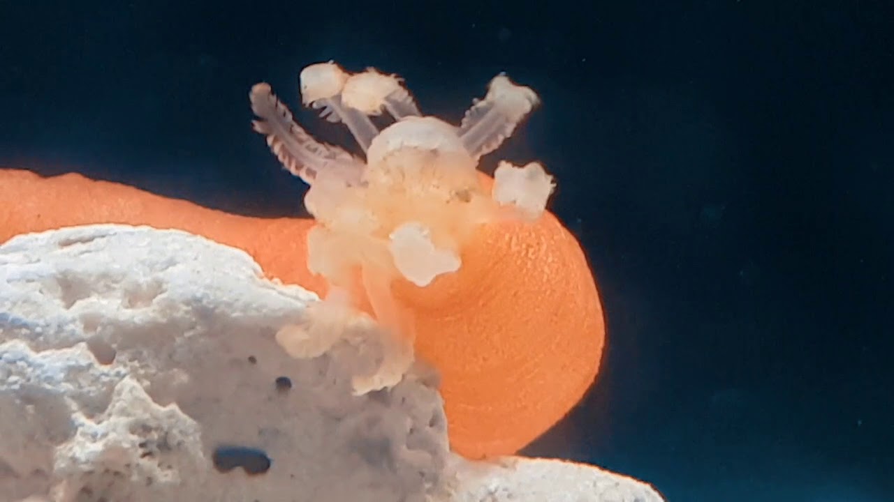 Opheodesoma australiensis Aqua Polis Akwarystyka morska Wałbrzych - YouTube