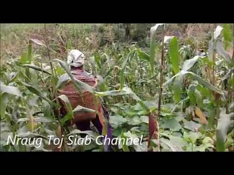 Hnub No Mus Ntais Pob Kws 2.. ( 5-29-2020 ) - YouTube