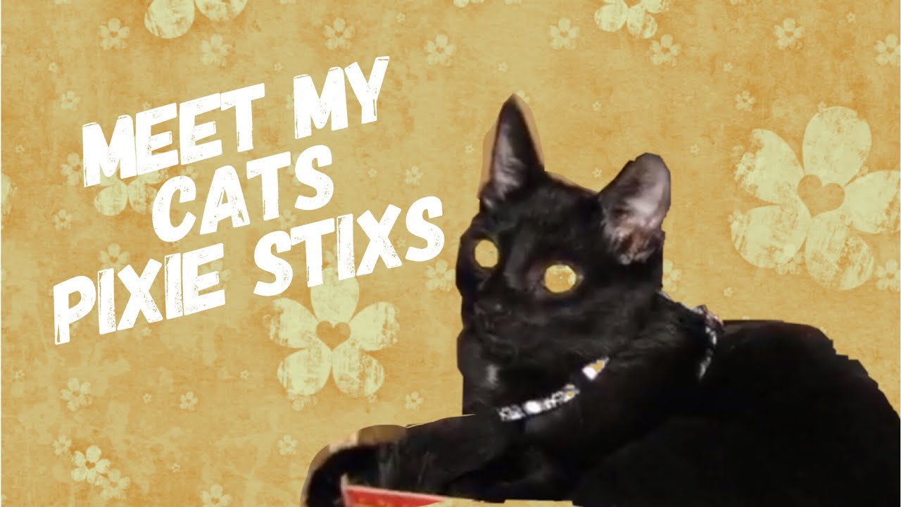 Saturday is Caturday | Meet My Cats | Pixie Stixs - YouTube