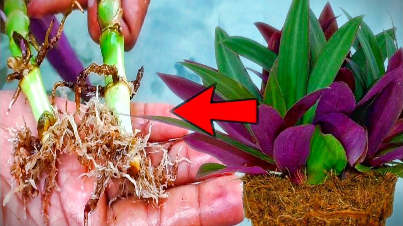Grow Rhoeo Plant Propagating From Cutting + Update - YouTube