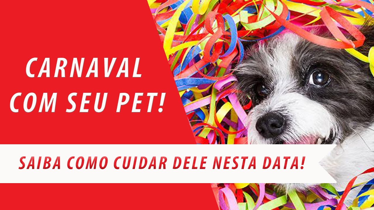 CARNAVAL | COMO APROVEITAR AS FESTAS COM O SEU PET! - YouTube