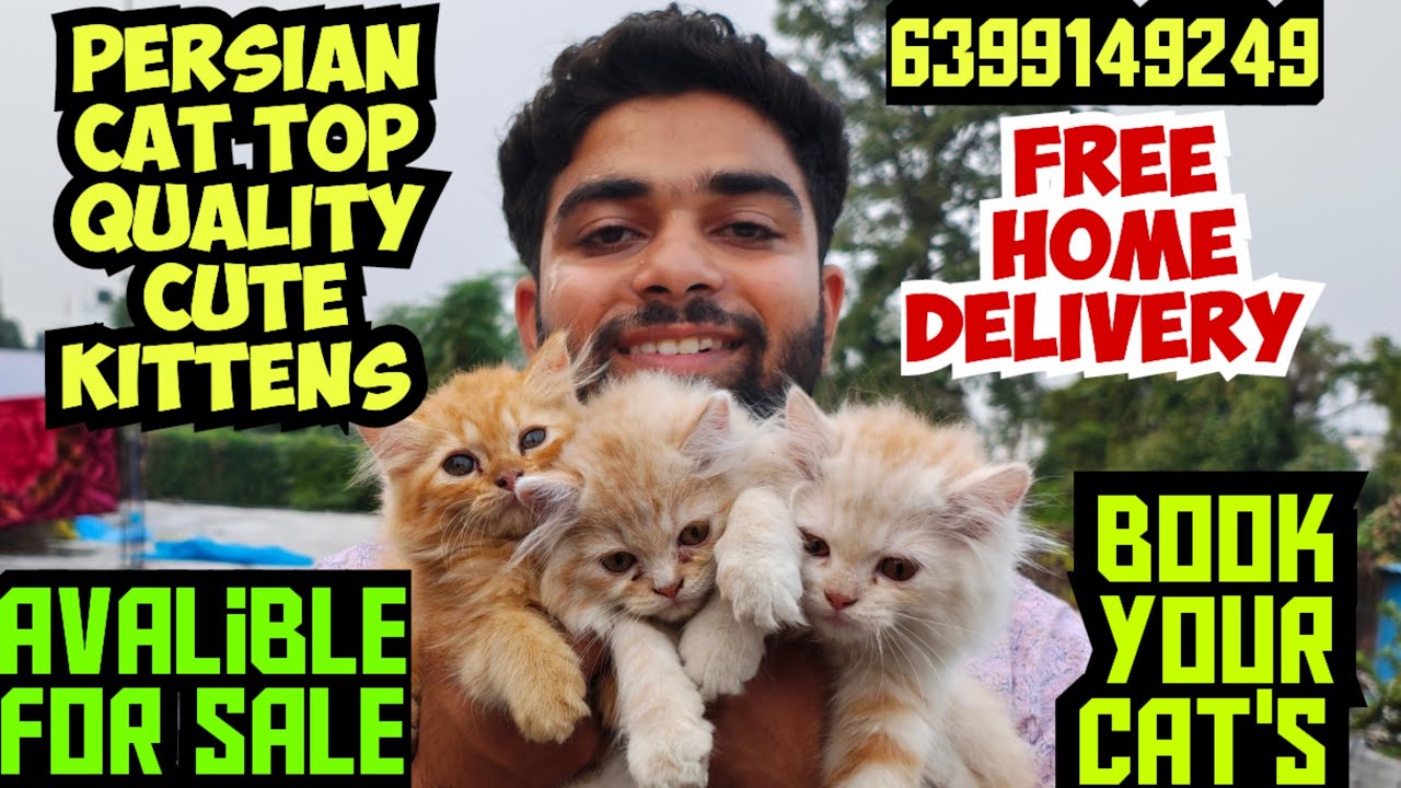 😺Persian Cats For Sale | Quality kittens For Sale | Persian Cat | Persian cat price in india # ...