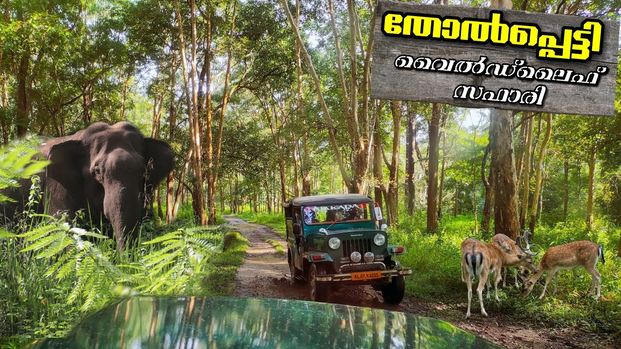 Wayanad Tholpetty Forest Wildlife Sanctuary | Jeep Safari | Animal ...