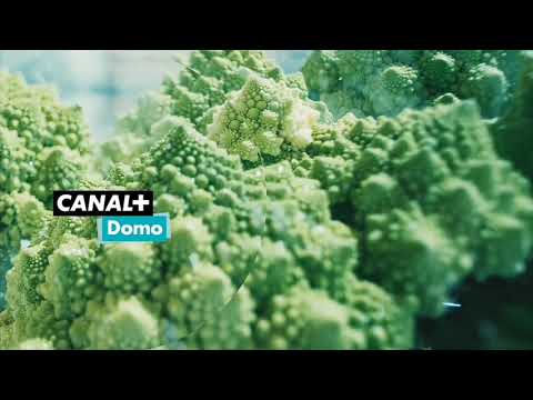 CANAL+DOMO CZ - 20-07-2021 - Zahájení vysílání, Ident