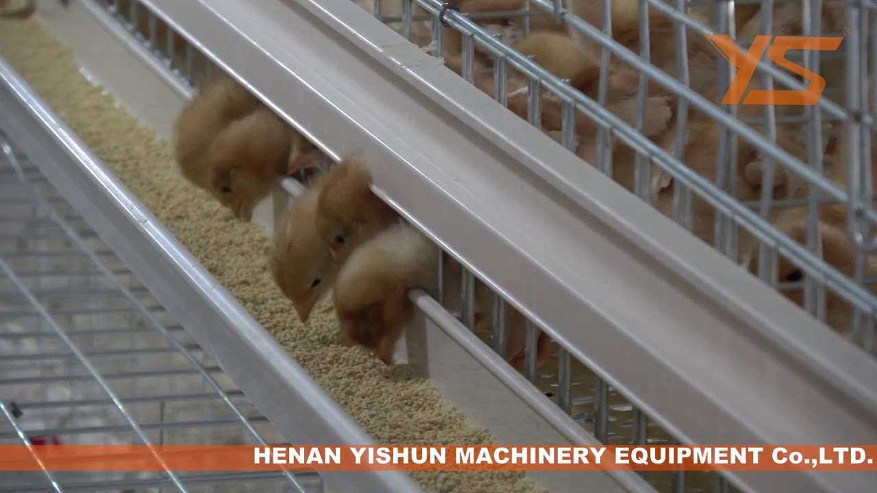 Baby chick rearing farm fully automatic pullet farm - YouTube