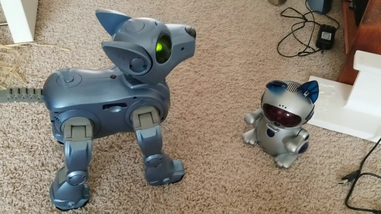 I-cybie meets meow chi. - YouTube