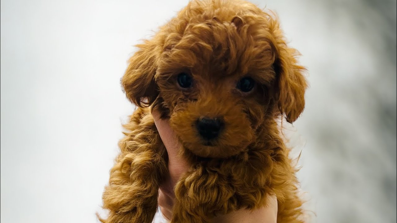 A day in my life and my dog Coco - YouTube