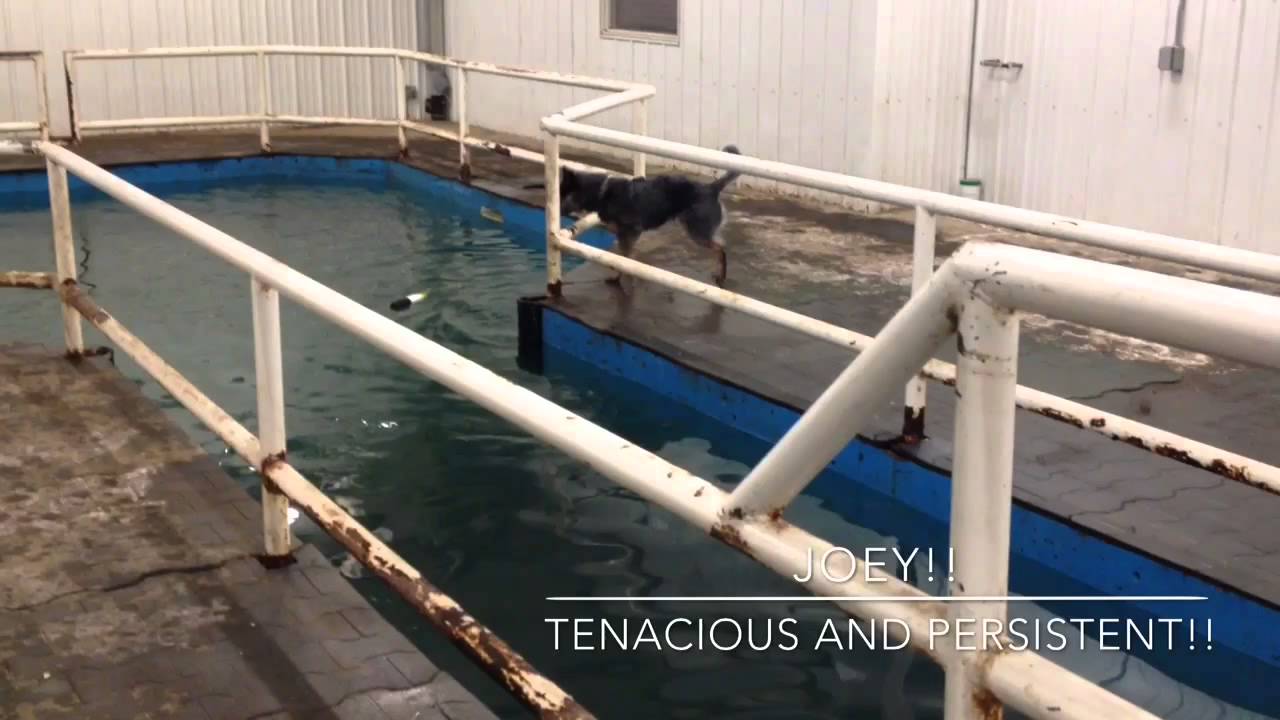 Joey At The Pool-Persistent & Tenacious! - YouTube