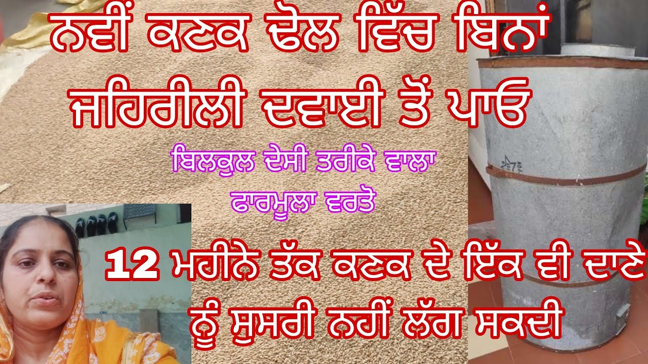 ਕਣਕ ਸਟੋਰ ਕਰਨ ਦਾ ਬਿਲਕੁਲ ਦੇਸੀ ਤਰੀਕਾ ਵਰਤੋ। ਕਣਕ ਦੇ ਇੱਕ ਵੀ ਦਾਣੇ ਨੂੰ ਸੁਸਰੀ ...