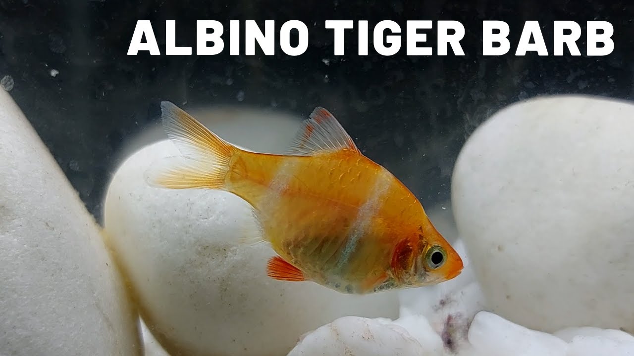 The Albinistic Wonders of the Tiger Barb (Barbus tetrazona albino ...
