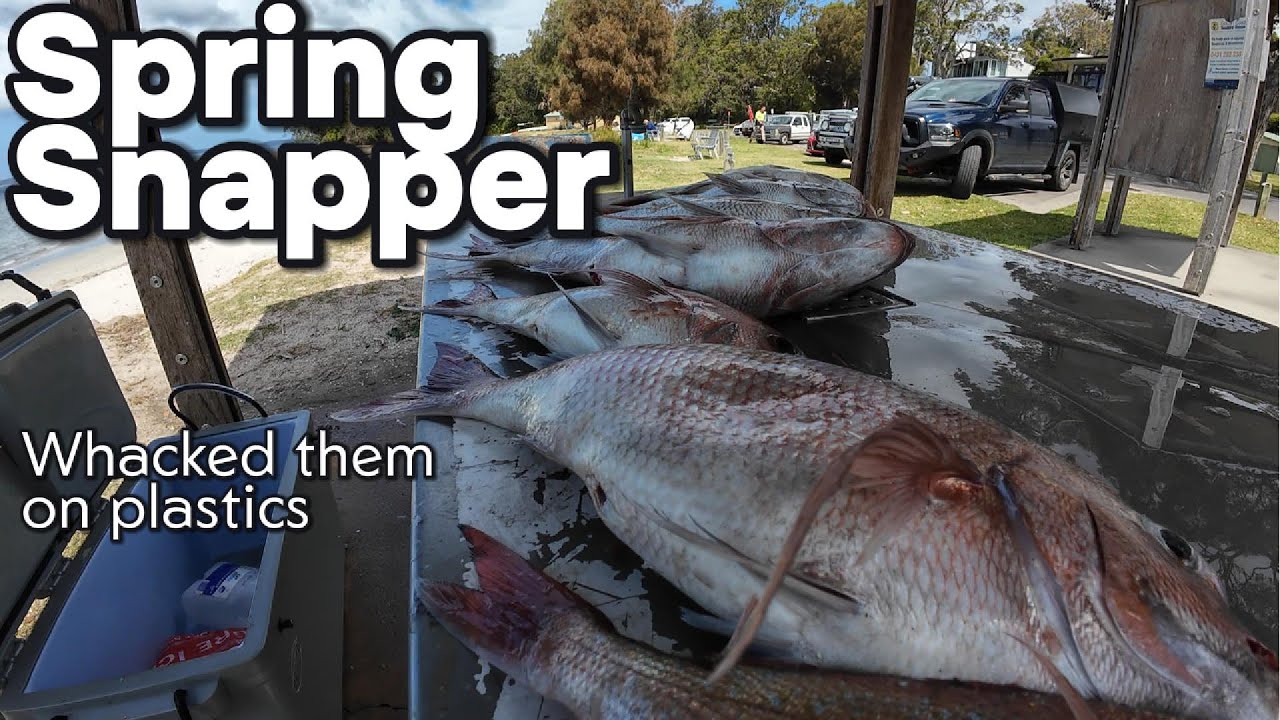Spring Snapper - Whacked them on Plastics #fishing #fish #epic #snapper #saltwater - YouTube